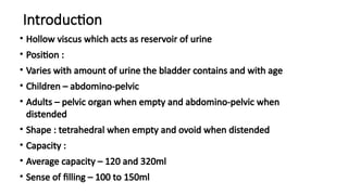 URINARYBLADDER gross features with relations.pptx