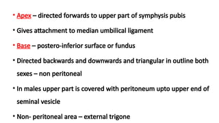 URINARYBLADDER gross features with relations.pptx