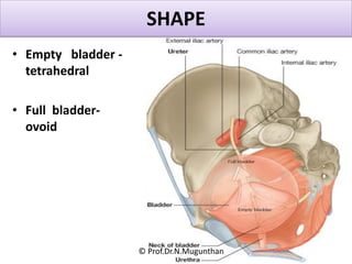URINARY BLADDER-Prof.Dr.N.Mugunthan KMMC.pdf