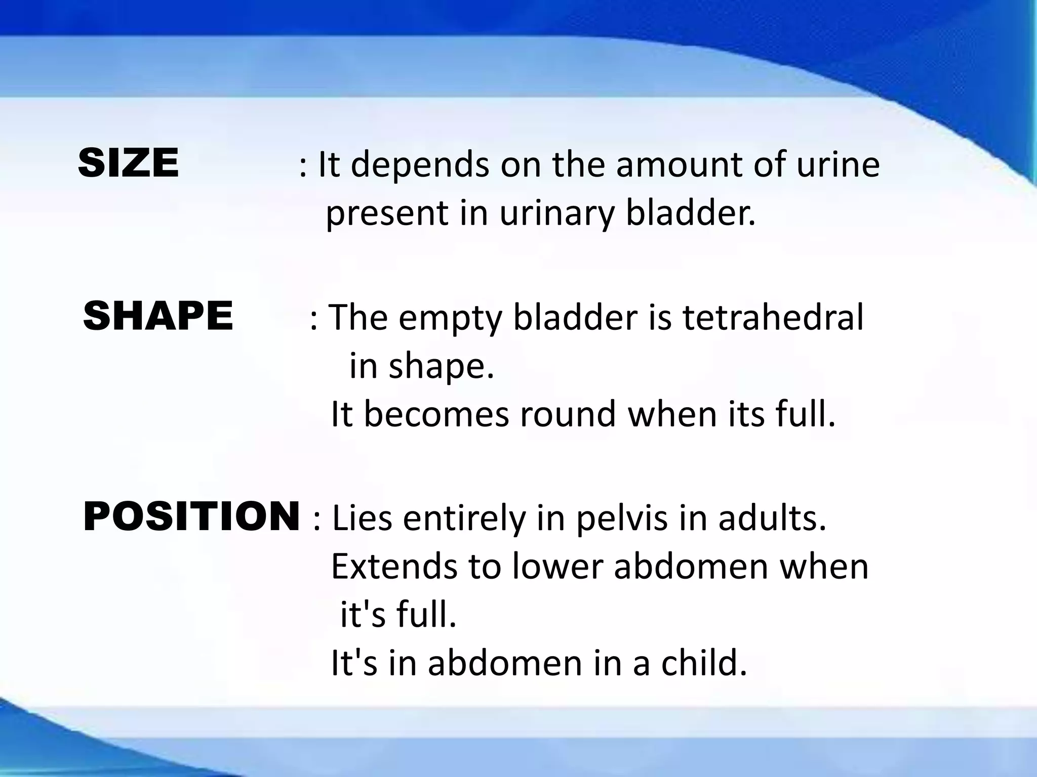Gross Anatomy of Urinary Bladder | PPTX | Medical Health