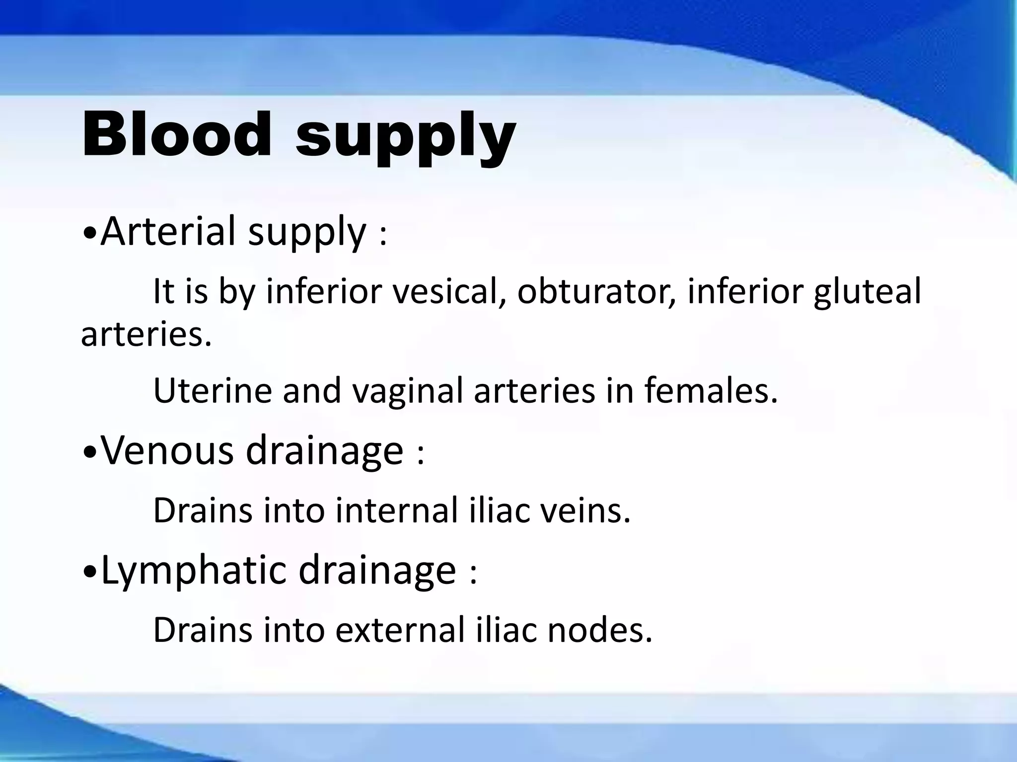 Gross Anatomy of Urinary Bladder | PPTX | Medical Health