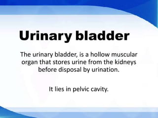 Gross Anatomy of Urinary Bladder | PPTX