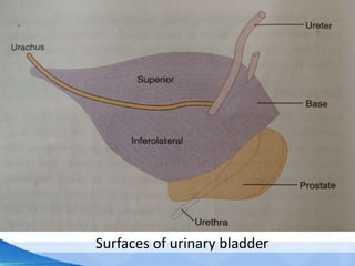 Gross Anatomy of Urinary Bladder | PPTX