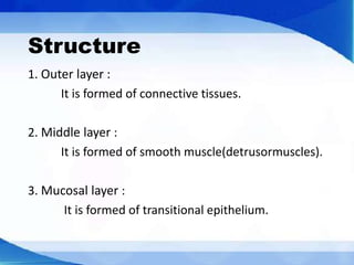 Gross Anatomy of Urinary Bladder | PPTX