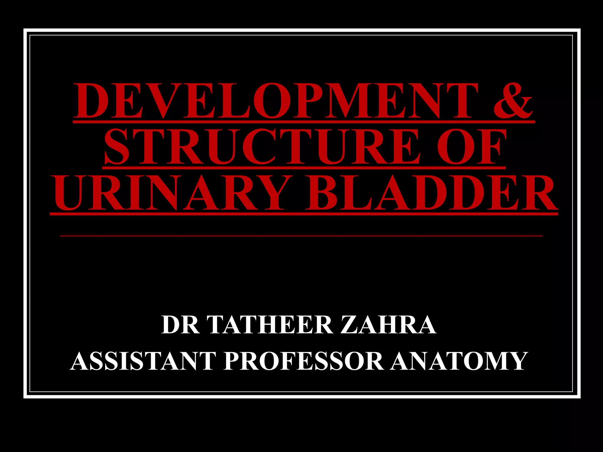 Structure and development of Urinary bladder by Dr. Tatheer | PPT