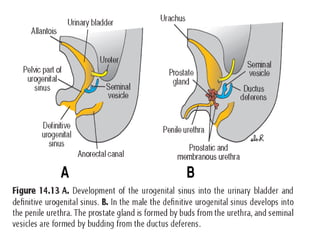 Structure and development of Urinary bladder by Dr. Tatheer | PPT