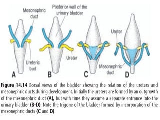 Structure and development of Urinary bladder by Dr. Tatheer | PPT