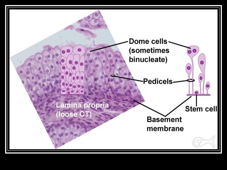Anatomyexpert Urinary Bladder Structure Detail
