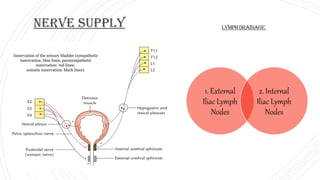 Urinary Bladder Anatomy parts blood supply.pptx