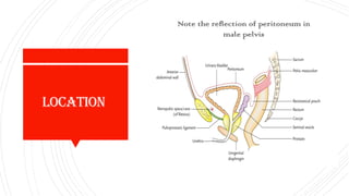 Urinary Bladder Anatomy parts blood supply.pptx