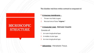 Urinary Bladder Anatomy parts blood supply.pptx