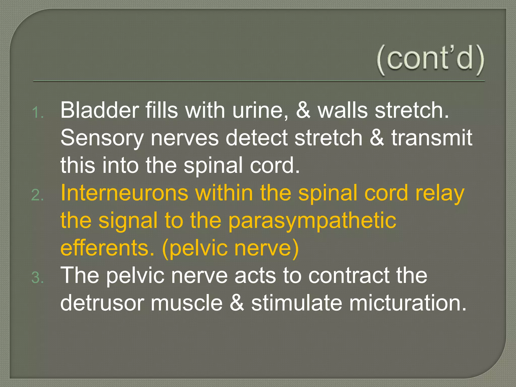 Urinary bladder anatomy | PPTX