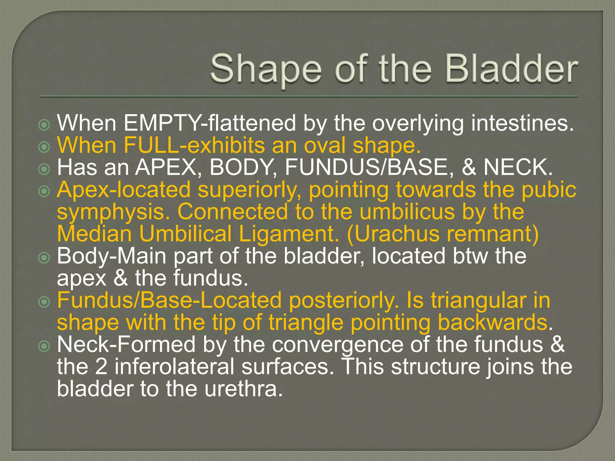 Urinary bladder anatomy | PPTX