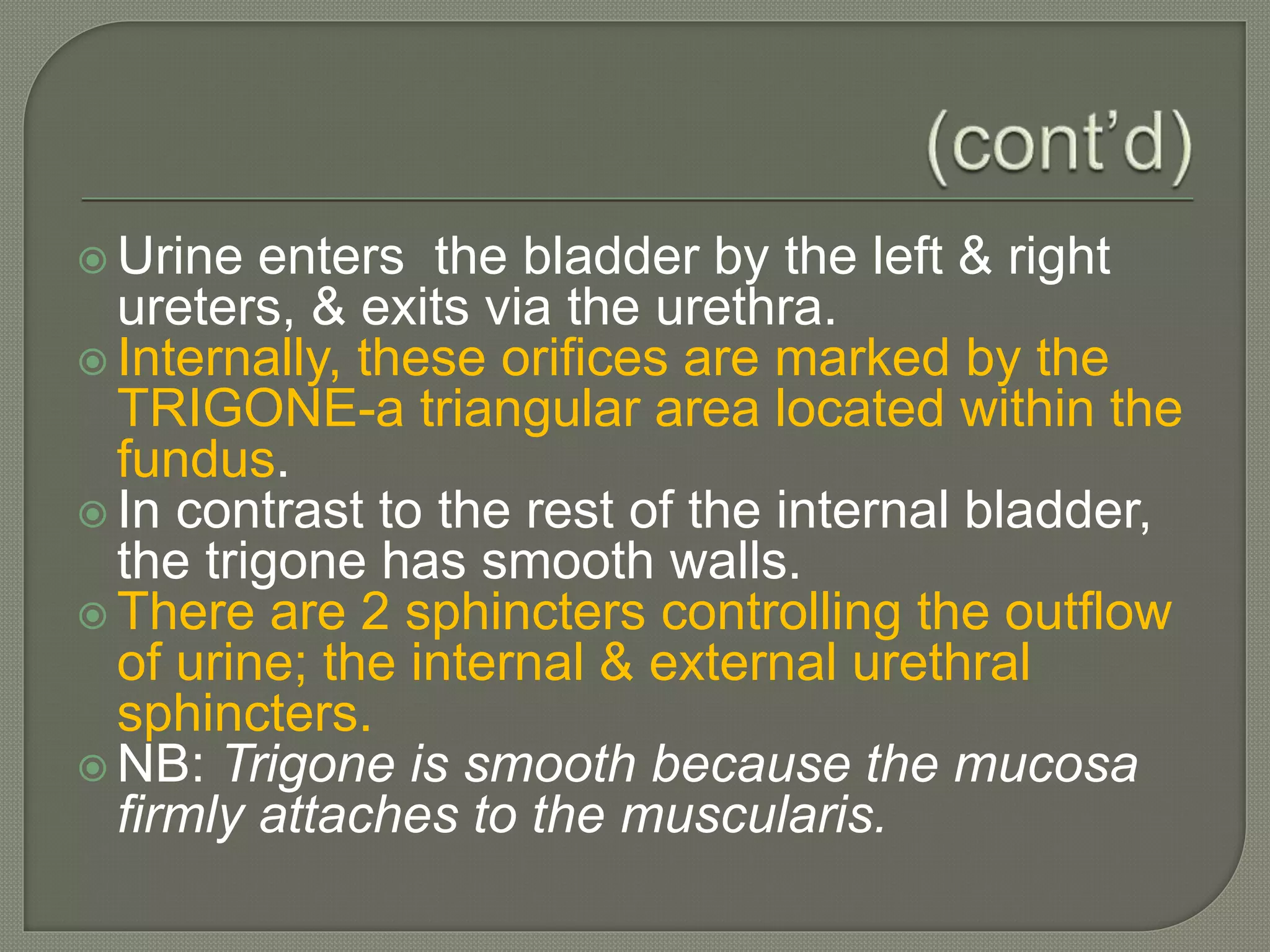 Urinary bladder anatomy | PPTX