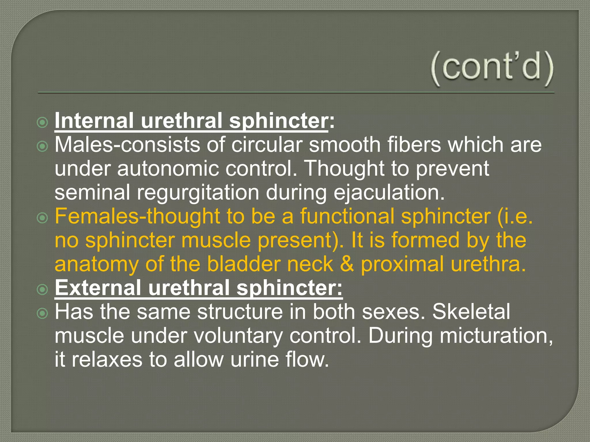 Urinary bladder anatomy | PPTX