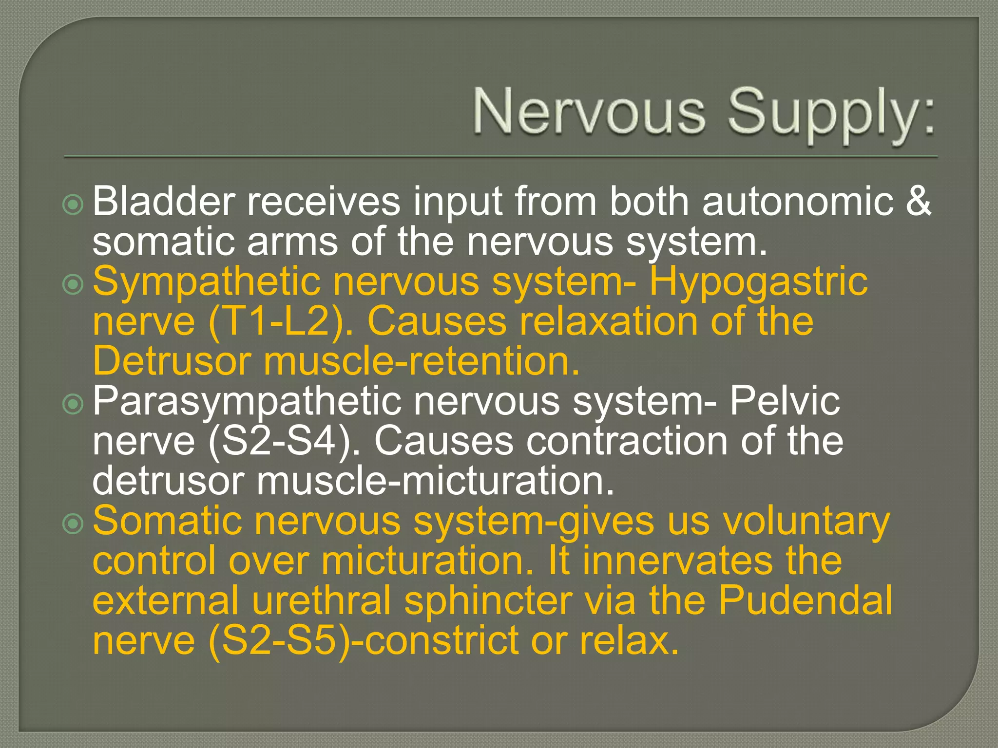 Urinary bladder anatomy | PPTX