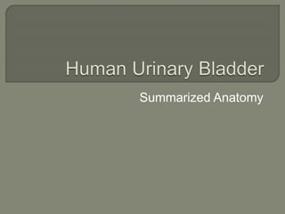 Urinary bladder anatomy | PPTX