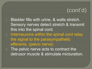 Urinary bladder anatomy | PPTX