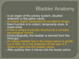 Urinary bladder anatomy | PPTX