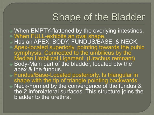 Urinary bladder anatomy | PPTX