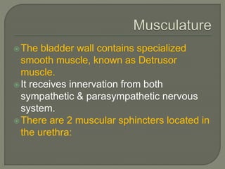 Urinary bladder anatomy | PPTX