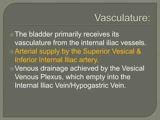 Urinary bladder anatomy | PPTX