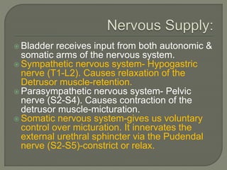 Urinary bladder anatomy | PPTX