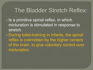 Urinary bladder anatomy | PPTX