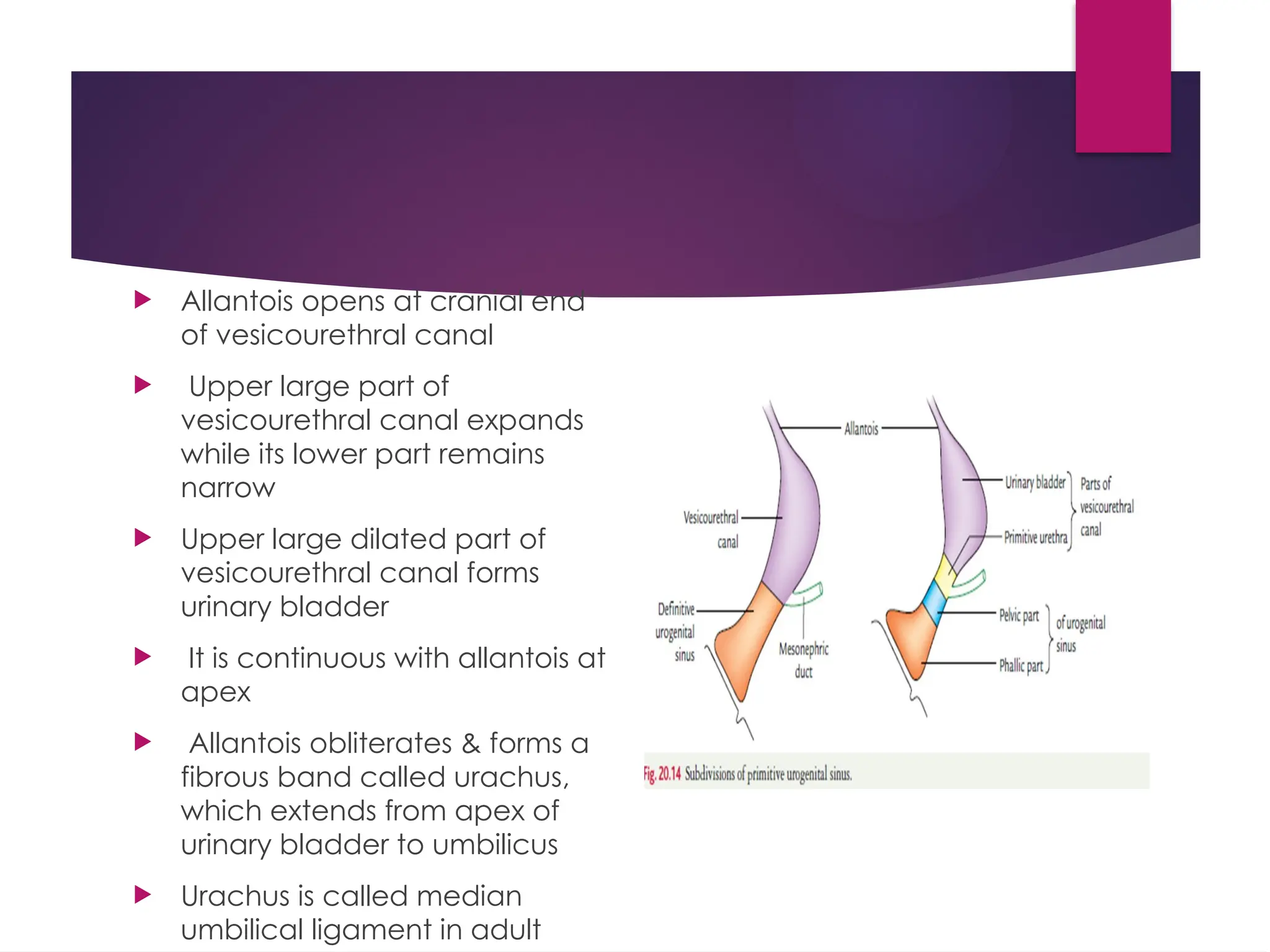URINARY BLADDER human anatomy powerpoint | PPTX