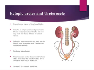 URINARY BLADDER human anatomy powerpoint | PPTX