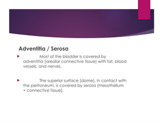 URINARY BLADDER human anatomy powerpoint | PPTX
