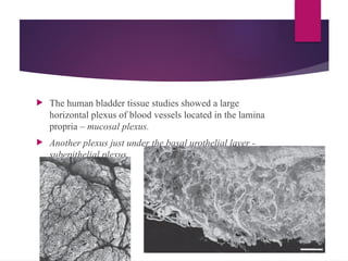 URINARY BLADDER human anatomy powerpoint | PPTX