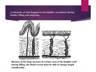 URINARY BLADDER human anatomy powerpoint | PPTX