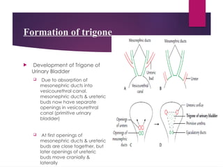 URINARY BLADDER human anatomy powerpoint | PPTX