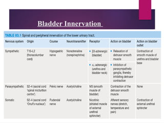 URINARY BLADDER human anatomy powerpoint | PPTX