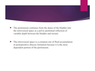 URINARY BLADDER human anatomy powerpoint | PPTX