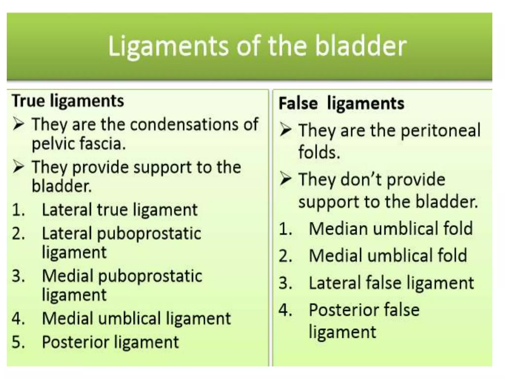 Urinary bladder anatomy and physiology | PPTX