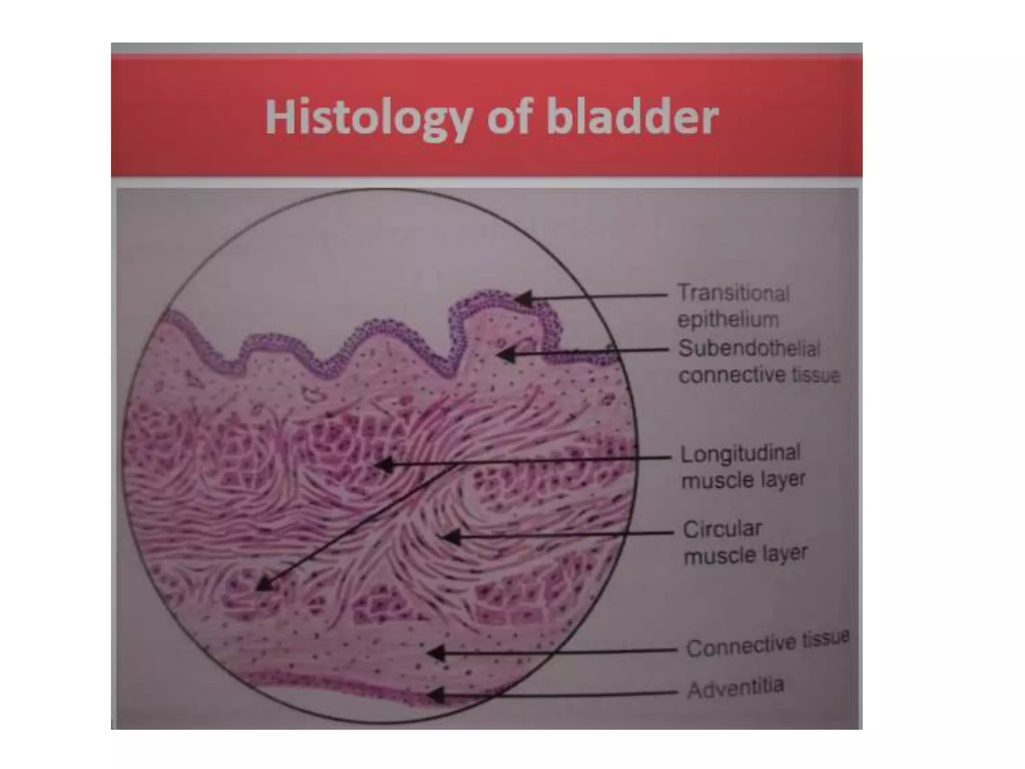 Urinary bladder anatomy and physiology | PPTX