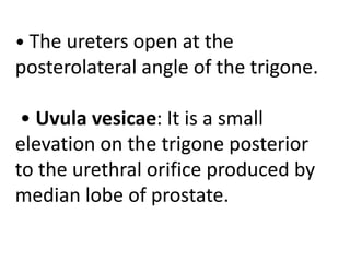 Urinary bladder anatomy and physiology | PPTX