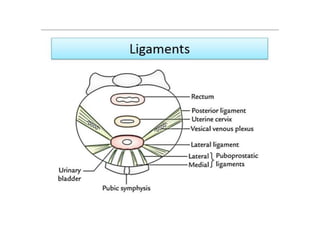 Urinary bladder anatomy and physiology | PPTX