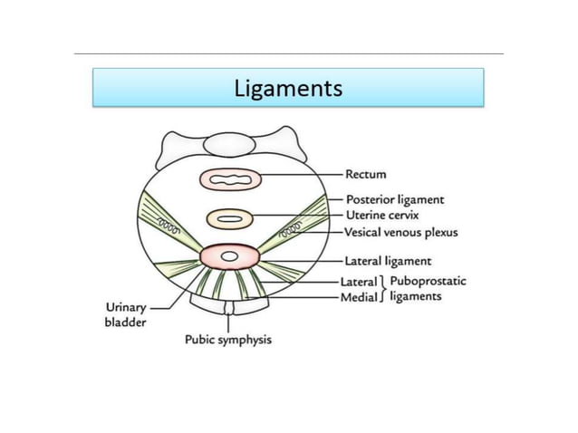 Urinary bladder anatomy and physiology | PPTX | Brain and Nervous ...