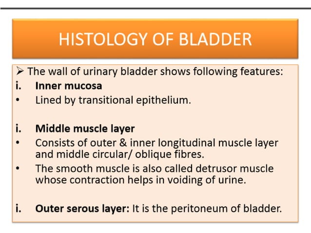 Urinary bladder anatomy and physiology | PPTX | Brain and Nervous ...