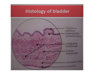 Urinary bladder anatomy and physiology | PPTX