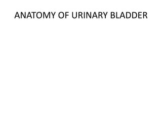 Urinary bladder anatomy and physiology | PPTX