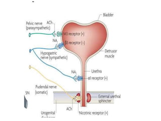 Urinary bladder anatomy and physiology | PPTX