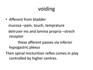 Urinary bladder anatomy and physiology | PPTX