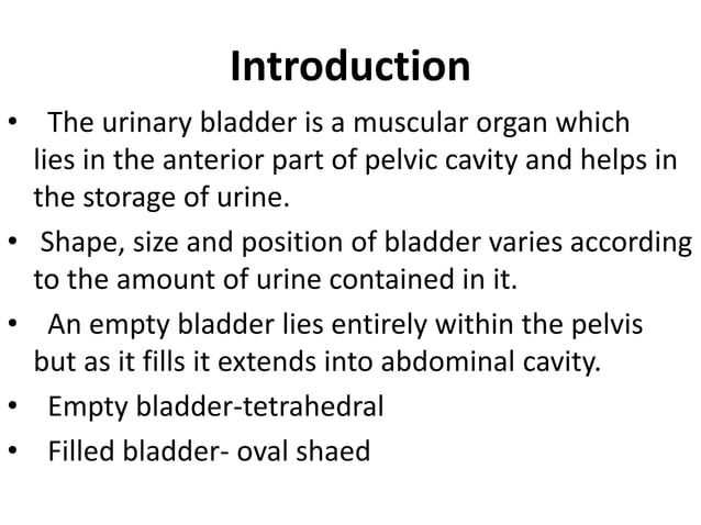 Urinary bladder anatomy and physiology | PPTX | Brain and Nervous System Disorders | Diseases ...