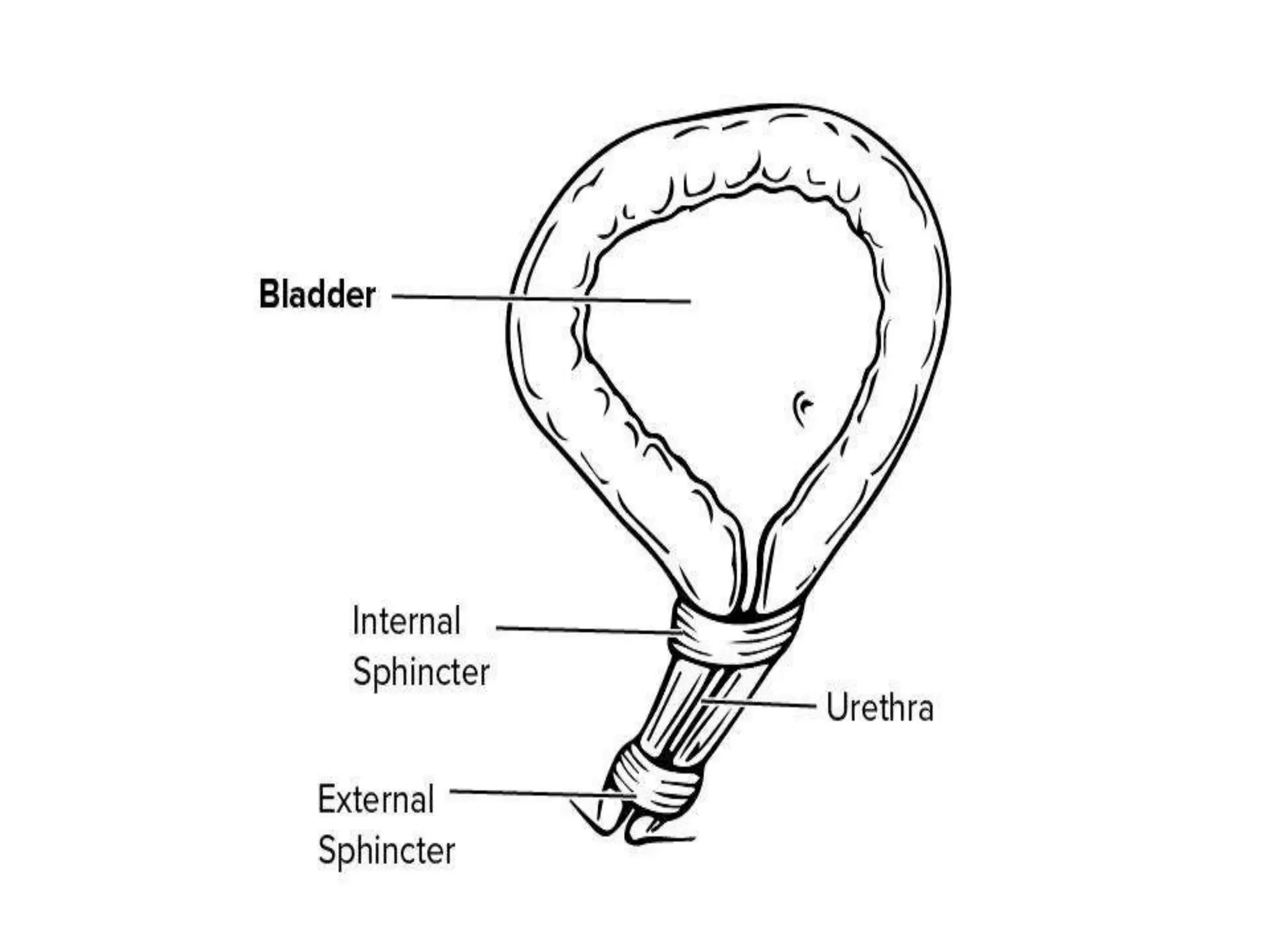 Urinary bladder anatomy, congenital anomalies.pptx
