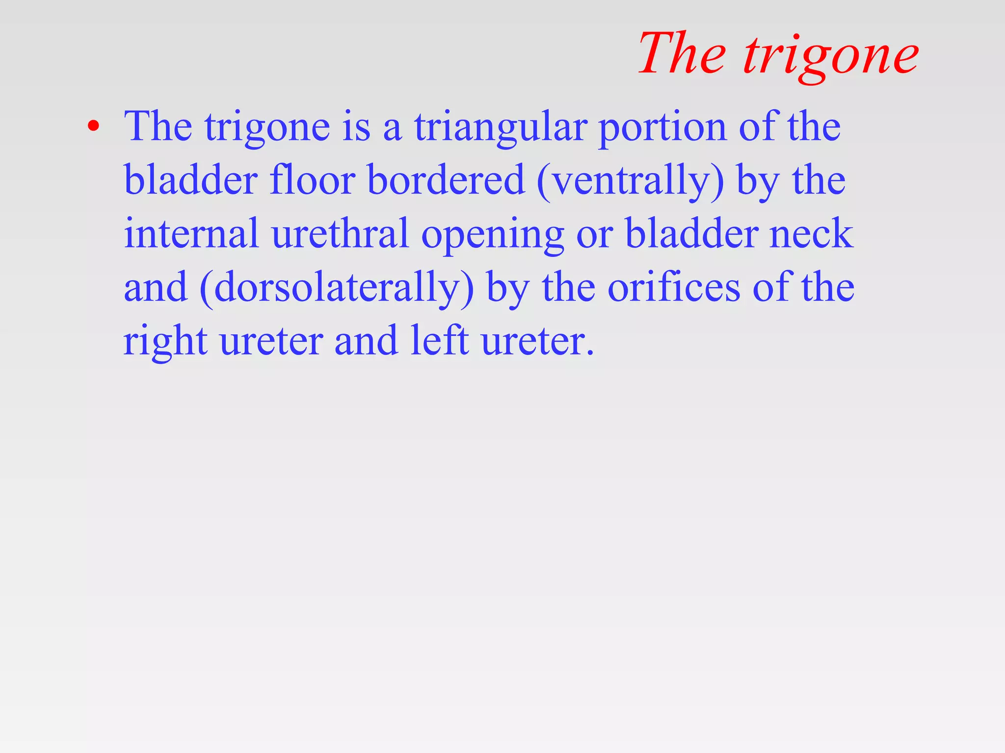 Urinary bladder anatomy, congenital anomalies.pptx