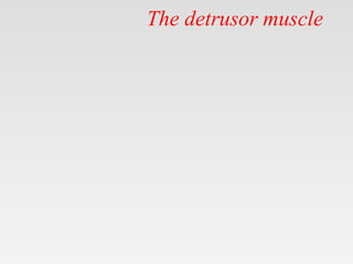 Urinary bladder anatomy, congenital anomalies.pptx
